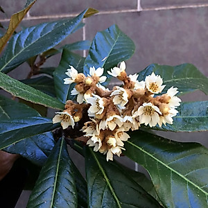 CHUXAY GARDEN 10 Loquat Fruit Seeds Japanese Plum,Chinese Plum,China Pipa Evergreen Shrub Tree Sweet Relieve Cough and Promote Fluid Gardening Gifts, Yellow