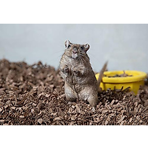 ECO BEDDING FiberCore Box, Brown, 10 lb