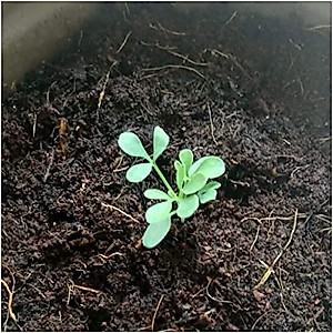 Seed Needs, Rue Herb Seeds for Planting (Ruta graveolens) Heirloom, Non-GMO & Untreated - Medicinal Herb (2 Packs)