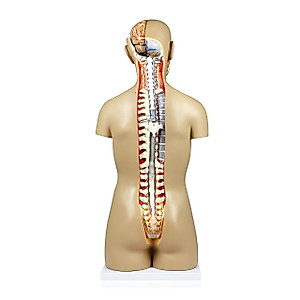 Vision Scientific VAT107-DC 17 Parts Sexless Human Torso | Open Back Exposes Muscular Layers, Vertebral Volume, Nerve Branches |Neck Dissected Shows Muscular, Neural, Vascular and Glandular Structure