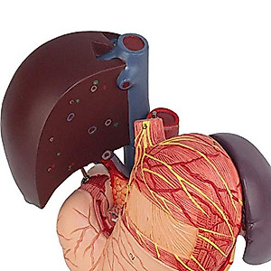 Educational Model, Assembly Educational Model Hepatopancreatic Duodenal Section Model Duodenal Anatomical Model Human Internal Organs Anatomical Model For Study Teaching Model For School,Education Te