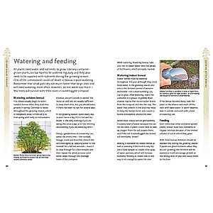 The Bonsai Beginner's Bible