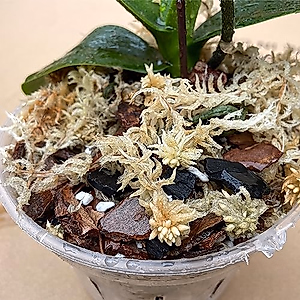 Yilotuce 1.1 lb Sphagnum Moss for Plants, Carefully Selected Clean Sphagnum Mos for Rooting Plants