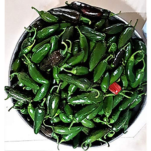PAPAW'S GARDEN SUPPLY LLC. Helping The Next Generation Grow! Gigantia Hybrid Jalapeno Hot Pepper Seeds, Non-GMO, 1 Pack of 20 Vegetable Seeds