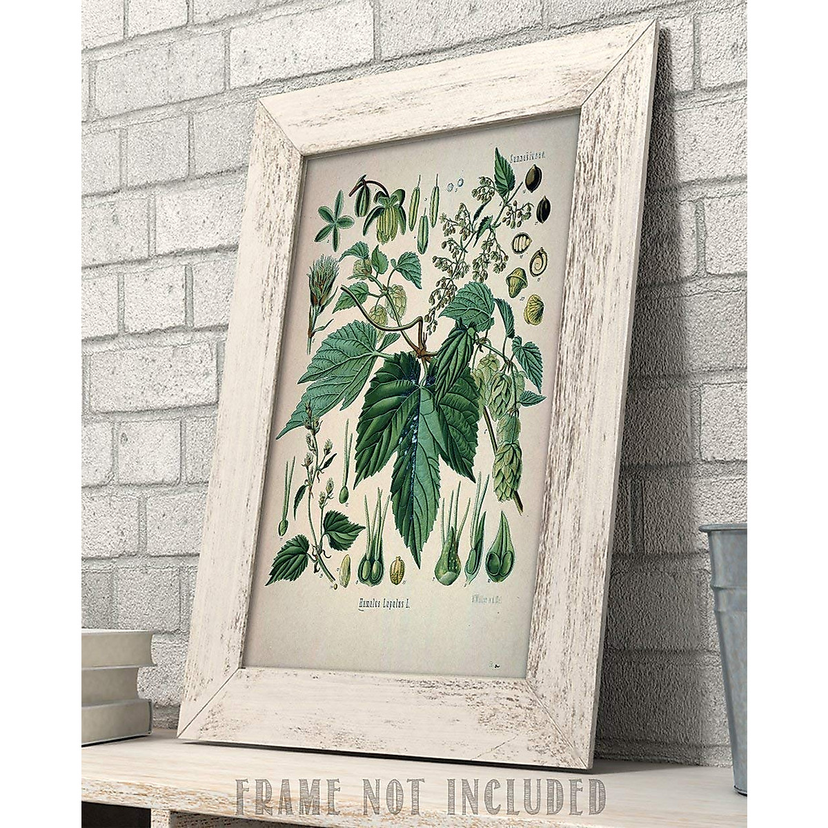 Hops Plant - 11x14 Unframed Art Print - Makes a Great Home Bar Decor and Gift Under $15 for Home Brewing Beer Makers