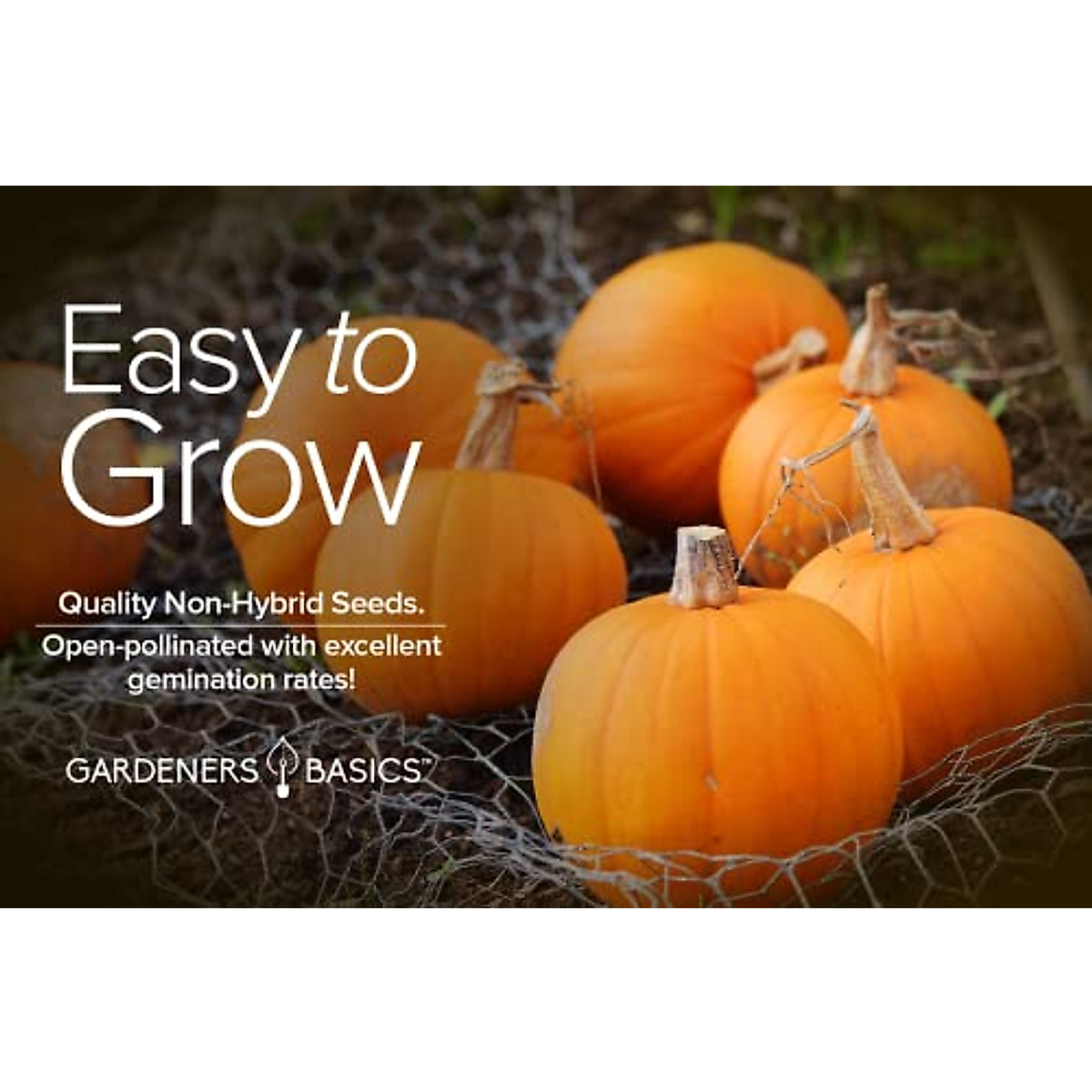 Mini Pumpkin Seeds for Planting (Jack Be Little) Small Heirloom, Non-GMO Vegetable Variety-5 Grams Seeds Great for Summer Pumpkin Gardens by Gardeners Basics