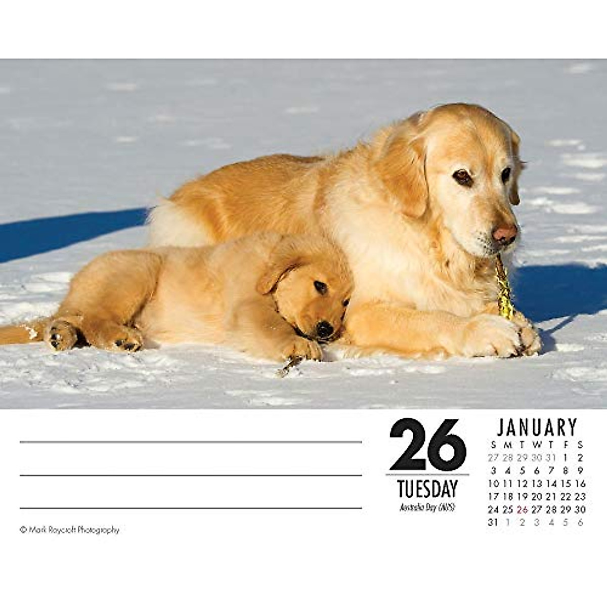 Just Goldens 2021 Box Calendar (Dog Breed Calendar)