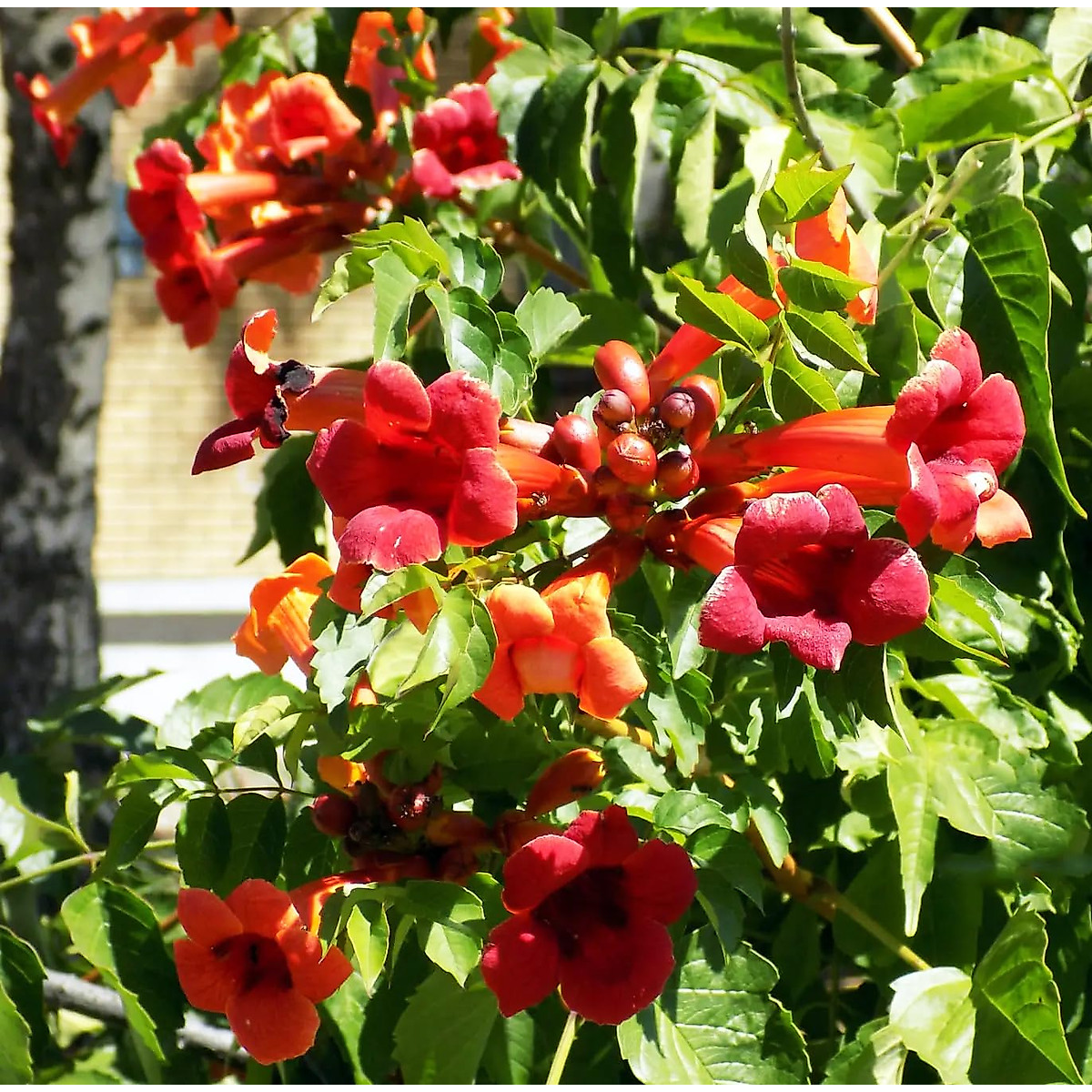 100+Hummingbird Trumpet Vine Plant Seeds-Trumpet Creeper Seeds Non-GMO Heirloom Flower Seed