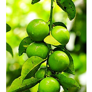 Dwarf Lime Tree Seeds for Planting - 30 Pcs Seeds