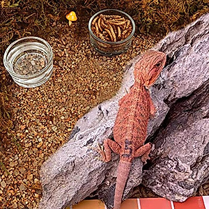 WEAVERBIRD 6Pcs Glass Reptile Feeder Food Bowl,Food Basin Tray Container Water Dish Cup, Reptile Terrarium Water Bowl,Round Water Dish Cup for Small Pet Lizard Turtle Spider Scorpion Frog Cricket