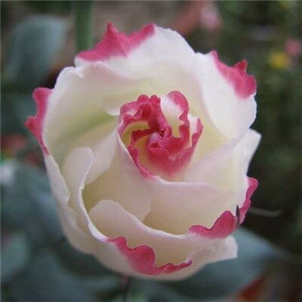 Dichondra Fresh 100pcs Eustoma Flower Seed for Planting White Pink