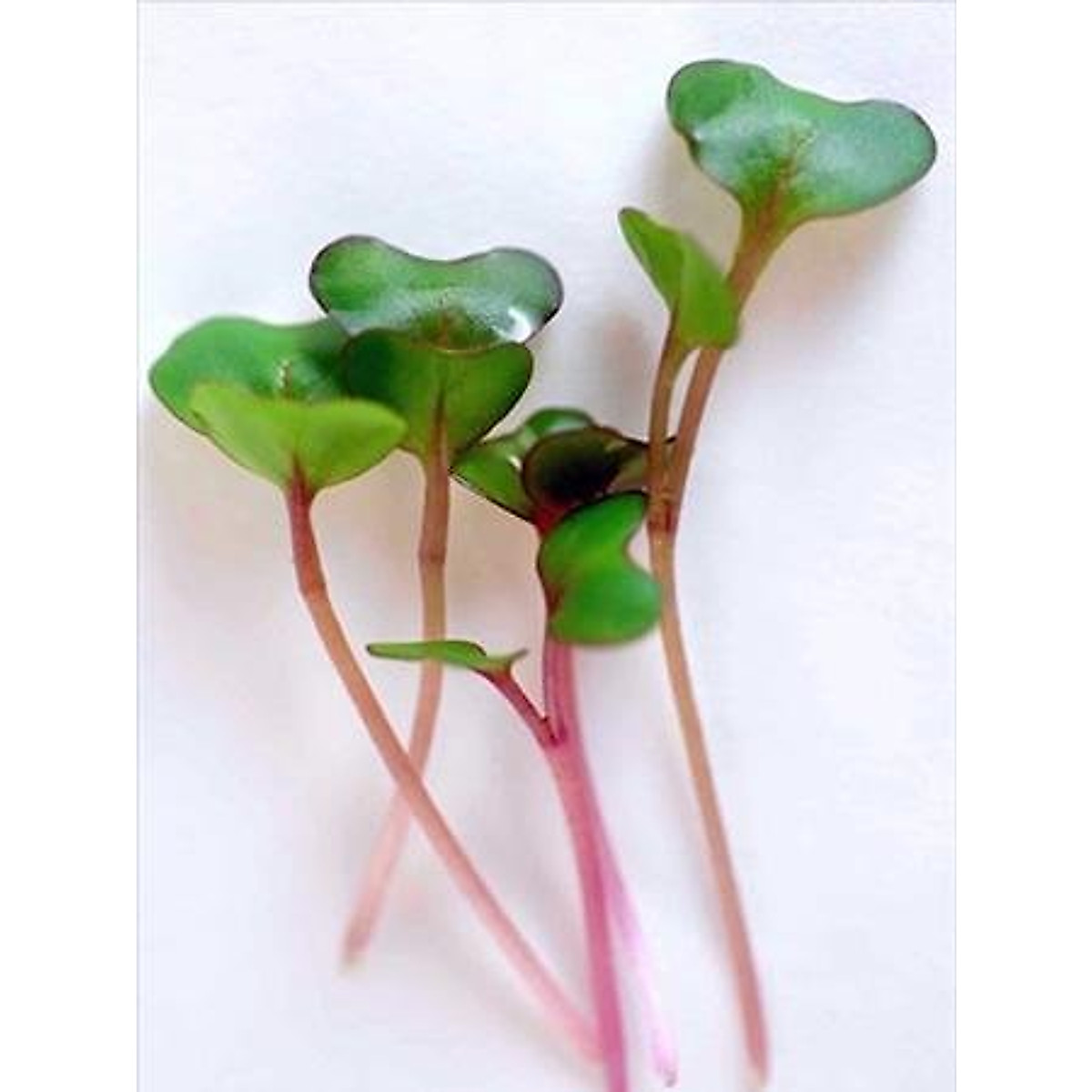 Purple Vienna Kohlrabi Seeds: 1 Lb - Non-GMO Vegetable Garden & Micro Greens Growing Seed