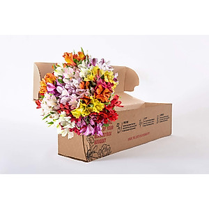 BloomsyBox: 24 Multicolored Alstroemeria Bouquet Flowers, Two Dozen, Long Lasting & Hand-Tied, Farm Fresh Cut Flowers Bouquet, birthday flowers,anniversary Flowers | No Vase