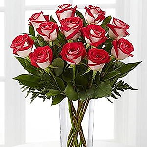 QAUZUY GARDEN 20 Rare Osiria Hybrid Tea Rose Seeds, Exotic Rare Dragon Rose Flower Seeds Fresh Hardy Very Fragrant Striking Landscape Plant Attract Bees