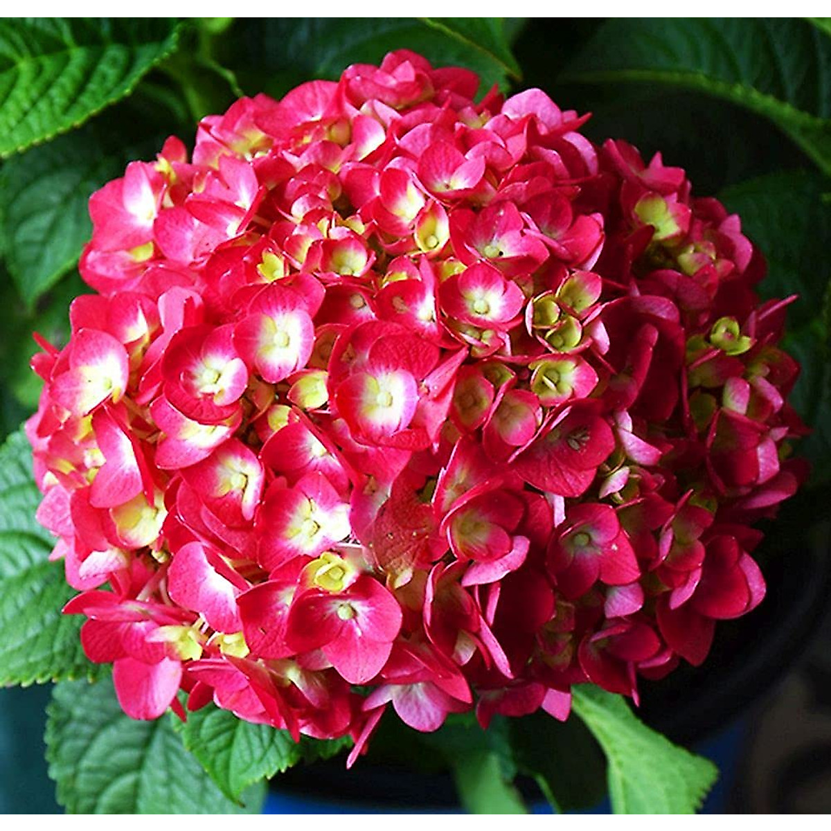 10 Pcs Mixed Color Multicolor Hydrangea Macrophylla Seed Bonsai Flower Plant Wedding Seeds
