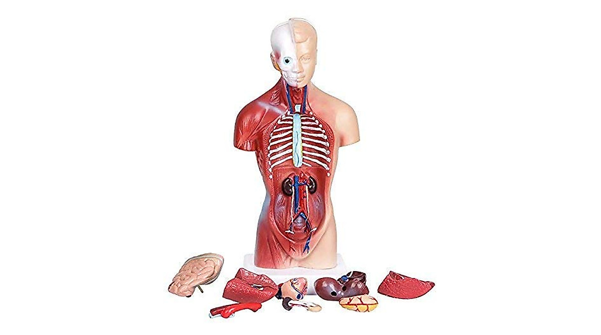 11-Inch Human Torso Model for Anatomy Education
