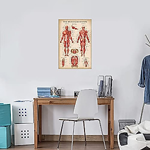 Palace Learning Vintage Muscular & Skeletal System Anatomical Chart Set - Human Skeleton & Muscle Anatomy Posters (LAMINATED, 18" x 24")