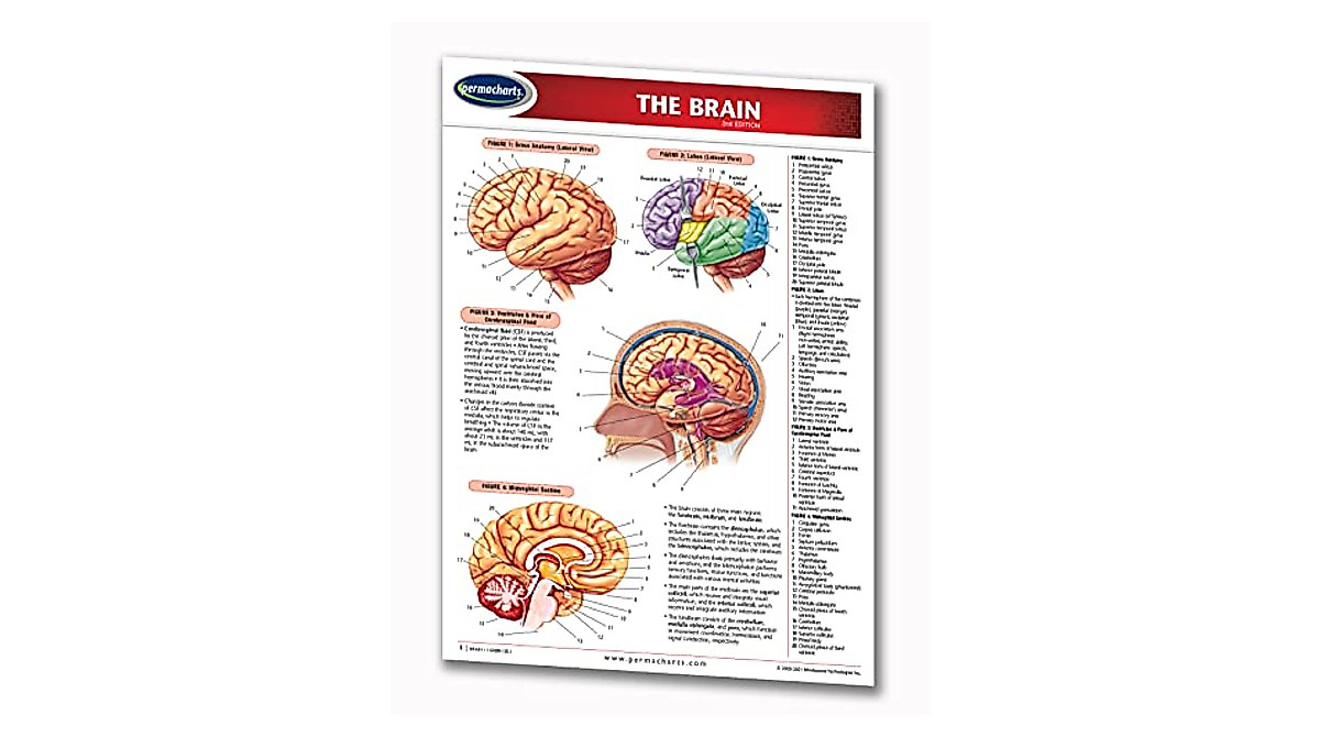 Permacharts Human Brain Chart | Quick Anatomical Reference Guide