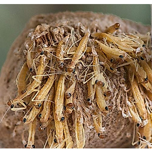 TruBlu Supply Live Chinese Ootheca Praying Mantis Egg Case + Crystal Clear Hatching Habitat Incubator Kit (Bonsai Tree),Mixed