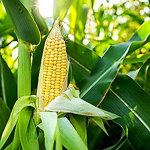 Golden X Bantom Corn Seeds for Planting, 50+ Heirloom Seeds Per Packet, (Isla's Garden Seeds), Non GMO Seeds, Botanical Name: Zea mays, Great Home Garden Gift