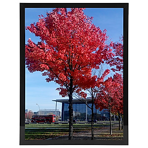 Medog 11x14 Document Frame, Diploma Certificate Frame, Display Pictures 11x14 Picture Frame Black, 2 Pack