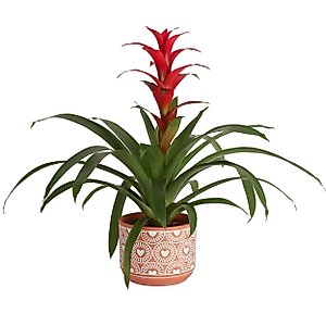 Costa Farms Bromeliad, Flowering Live Indoor Plant in Modern Flower Pot, Houseplant with Flowers in Potting Soil, Grower's Choice, New House Gift, Home or Room Decor, 20-Inches Tall