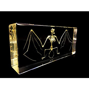 X-Large Taxidermy Real Bat Skeleton Specimens Science Classroom Specimen for Science Education（7.9x3.6x1.6 inch）