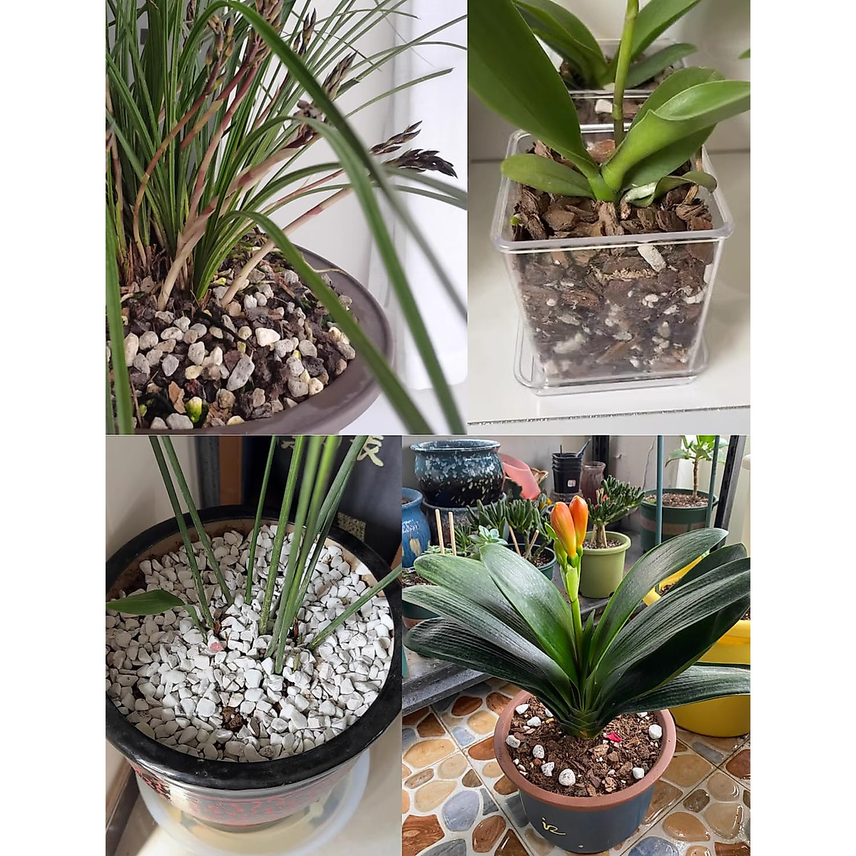 10QT Organic Perlite Horticultural Soil Amendment for Plants and Enhanced Drainage Enhanced