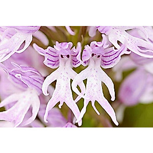 50 Orchis Italica Seeds | Naked Man Orchid Flower | Beautiful Bonsai Plant