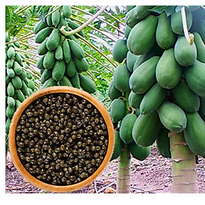 25+ Waimanalo Dwarf Papaya Fruit Seeds for Planting - Very Fresh, Rare, Organic, Tropical Seeds for Home Gardeners - High Yielding, Fast-Maturing and Sweet Flavor - Compact Size for Small Spaces