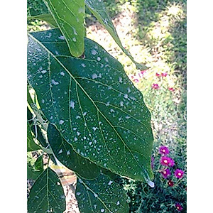 IV Organic 3-in-1 Plant Guard, 1 Pint (WHITE)