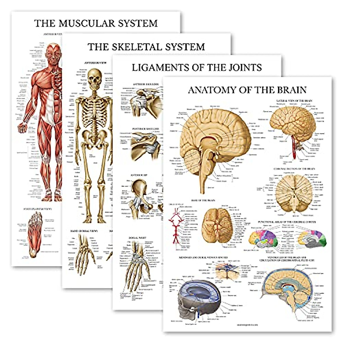 Palace Learning 4 Pack - Anatomical Poster Set - Laminated - Muscular, Skeletal, Ligaments of the Joints, Brain - Anatomy Chart Set (LAMINATED, 18” x 24”)