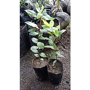 Laurus Nobilis Bay Leaf Tree, Sweet Bay Leaf Live Plant Tree, Bay Laurel Tree, 6-8" in Tall