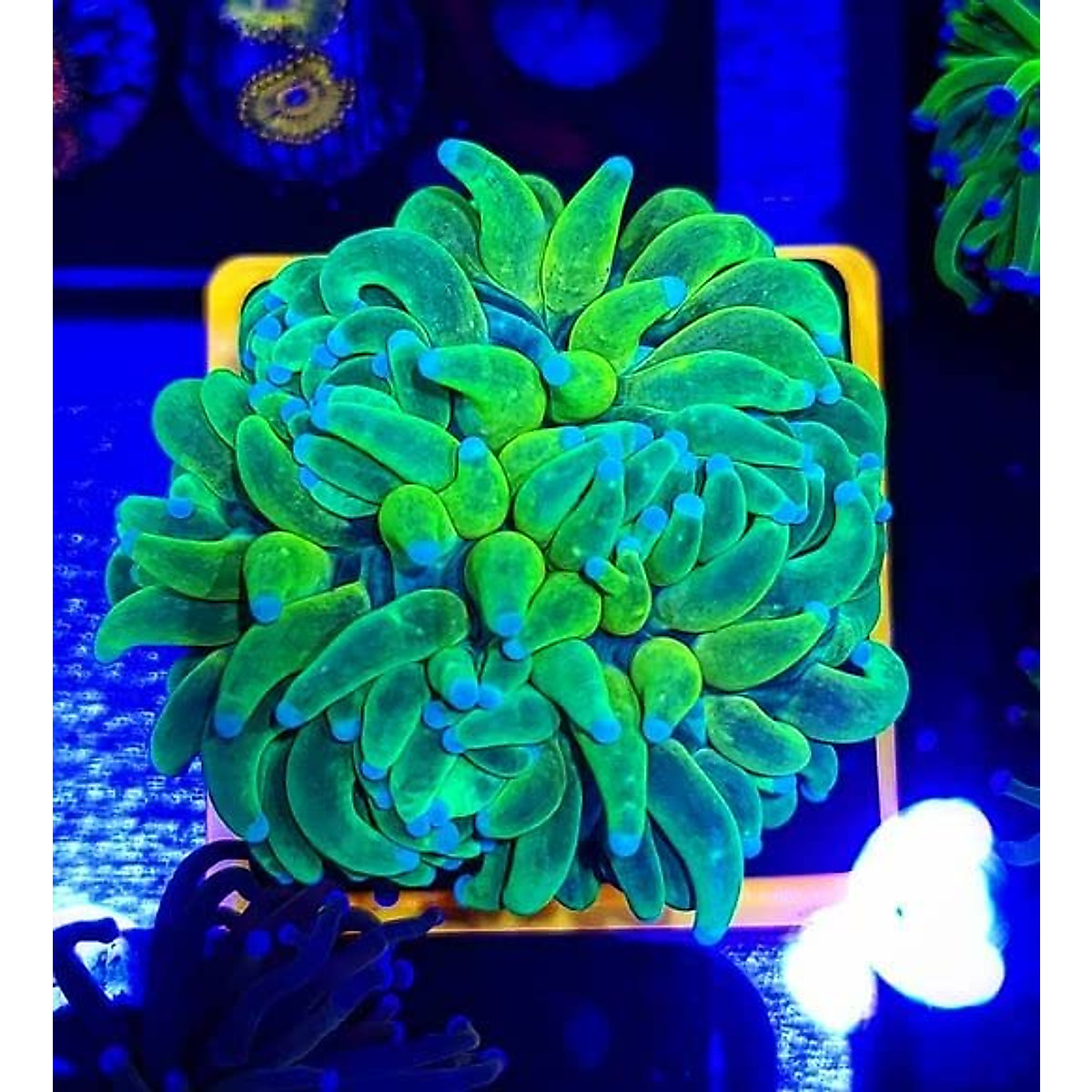 PNW Custom Orange Frag Pop Stand w/Frag Lock | Acrylic 1 Hole Frag Rack Plugs Reef Fragging Coral Holder for Aquarium (Single)