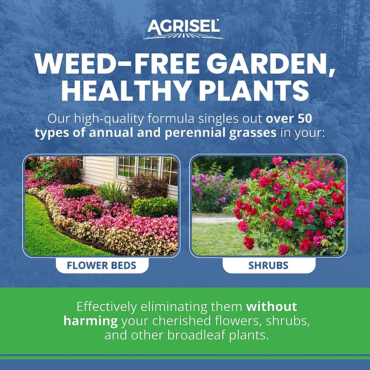 Agrisel GrassOut Max Weed Killer, Targets 50+ Grassy Weeds Without Harming Desired Plants, Pet Safe, Large Area Treatment, Easy Application, Includes 3-Pack of Agrisel Protective Gloves, 16 Ounces