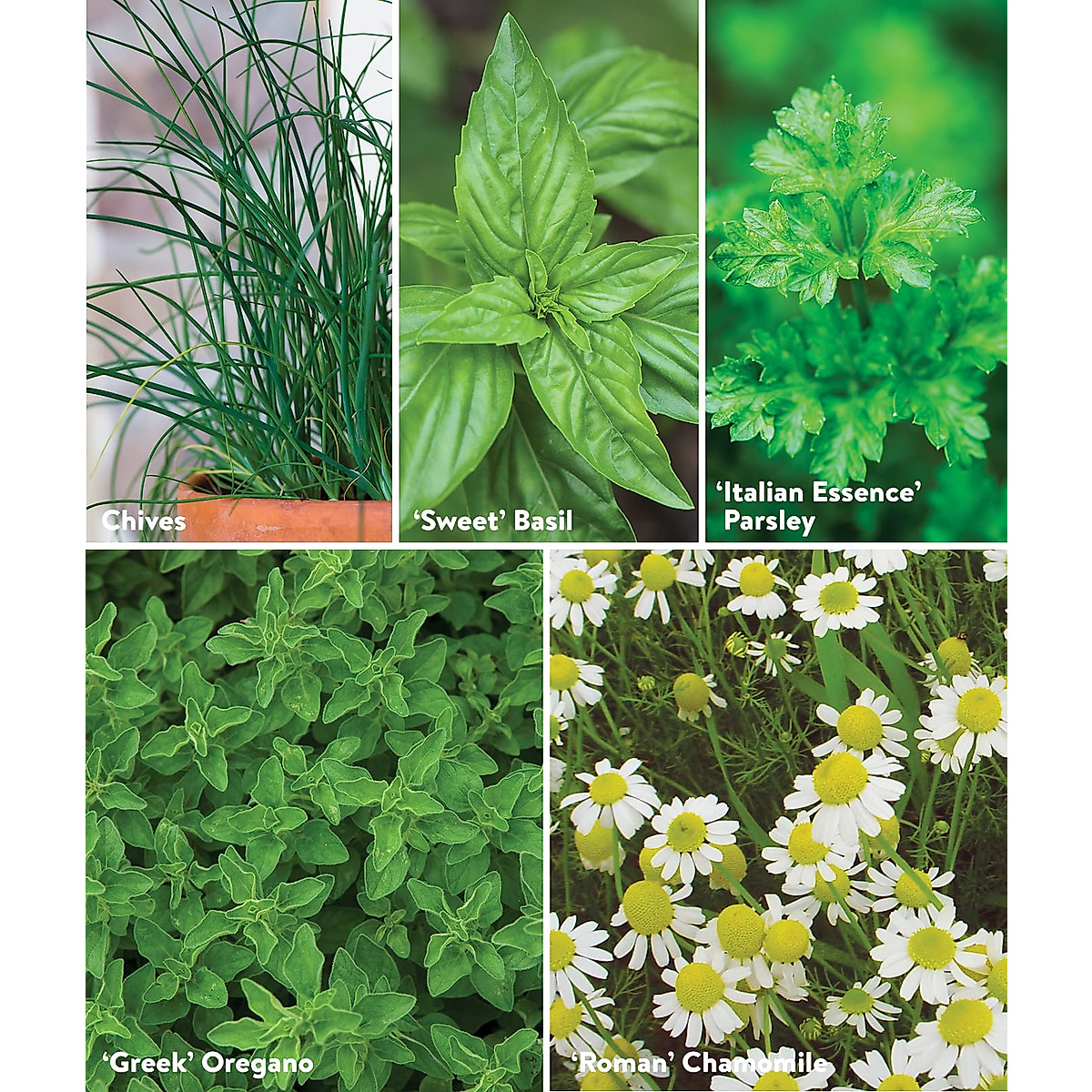 Burpee Culinary Classics Garden Collection 10 Packets of Non-GMO Chives, Cilantro, Basil, Sage, Thyme, Dill, Parsley, Chamomile, Marjoram & Oregano | Kitchen Herb Variety Pack, Seeds for Planting