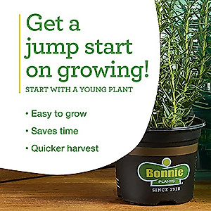 Bonnie Plants Green Bell Pepper Live Vegetable Plants - 4 Pack, Non-GMO, 2 - 3 Ft Plants, 4.5 x 4 Inch Pepper Size