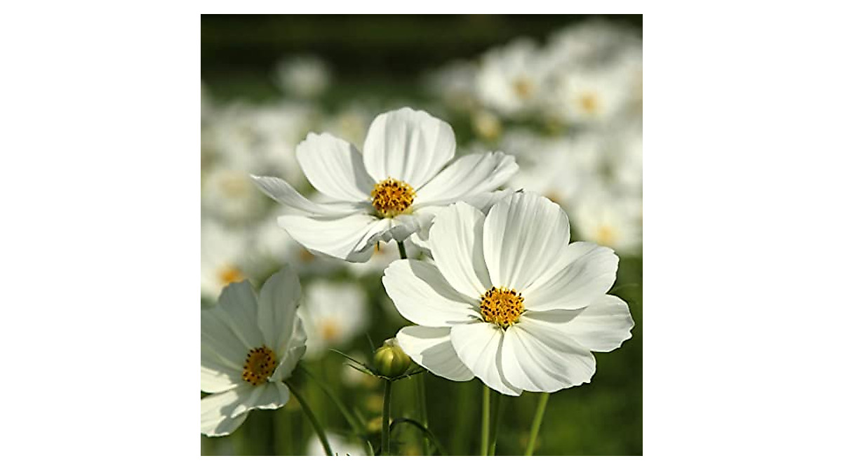 Cosmos Purity Seeds - Easy-to-Grow White Flowers for Pollinators