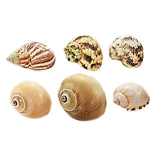 Set of 35 Hermit Crab Shells Assorted Changing Seashells Small 1/2"-2" Size (Opening Size 1/4" - 1") Mega Pack