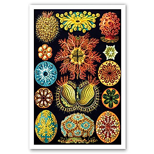 NATURAL CURIOSITIES by Ernst Haeckel postcard set of 20 postcards. Botanical illustrations theme post card variety pack. Made in USA.