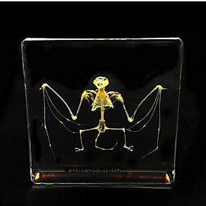 Real Bat Skeleton Specimen in Acrylic Block Paperweights Science Classroom Specimens for Science Education（3x3x1 Inch）