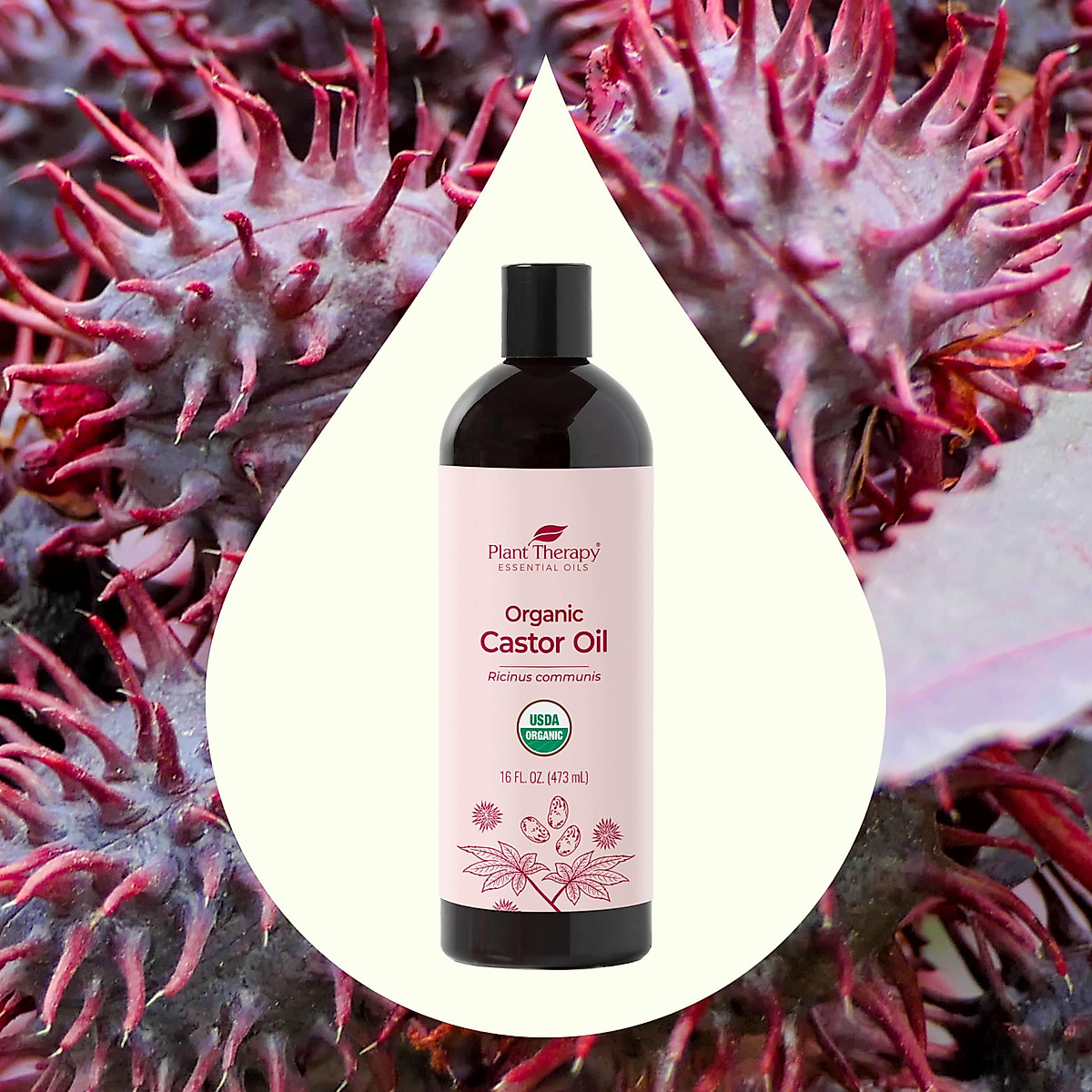 Plant Therapy Castor Oil USDA Organic Cold Pressed 100% Pure Hexane Free 16 oz Conditioning & Healing, For Dry Skin, Hair Growth - Skin, Hair Care, Eyelashes