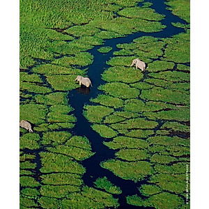 Guerlain Aqua Allegoria Orange Soleia Eau De Toilette Spray for Unisex, 4.2 Ounce