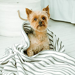 earthbath, Oatmeal & Aloe Dog Shampoo – Oatmeal Shampoo for Dogs, Itchy, Dry Skin Relief, Dog Wash, Made in USA, Cruelty Free, Fragrance Free Pet Shampoos – 16 Oz (1 Pack)