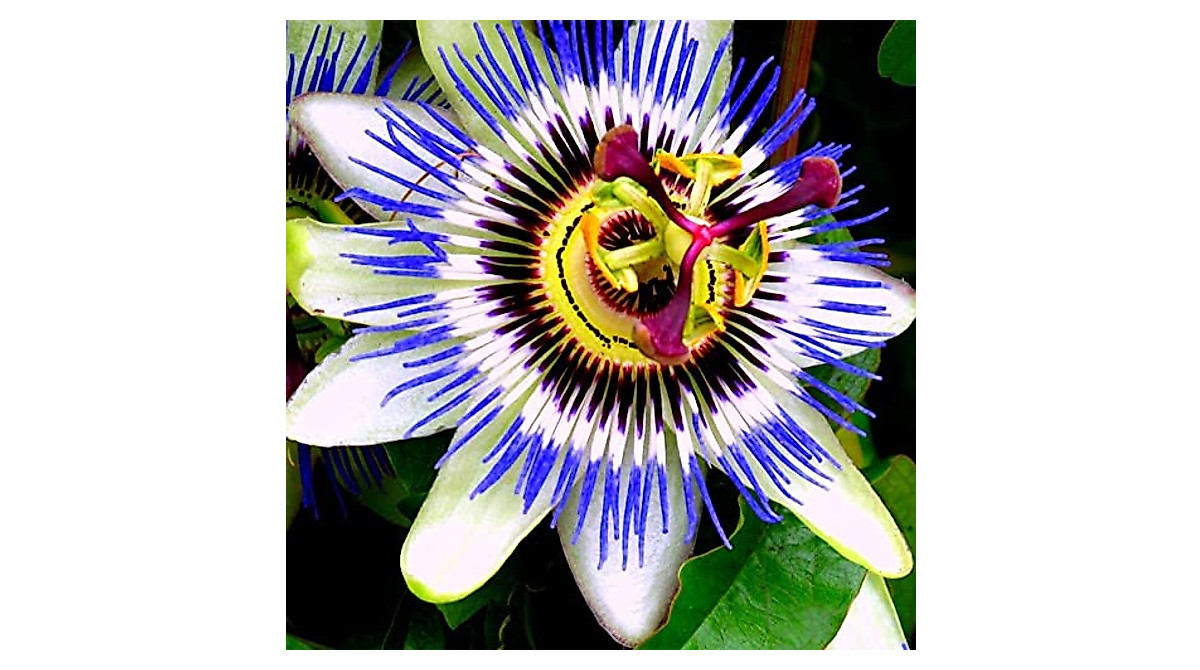 Rare Blue Crown Passiflora Caerulea Seeds | Fragrant Vine