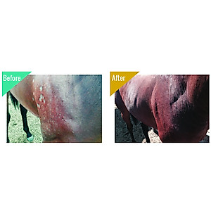 Big Mare Horse Medicated Body Wash | Clinically Proven Effective for Girth Itch, Scratches, Hives, Rain Rot, Dry, Irritated Skin & Hair Loss | Veterinary Approved & Recommended 32 oz Bottle