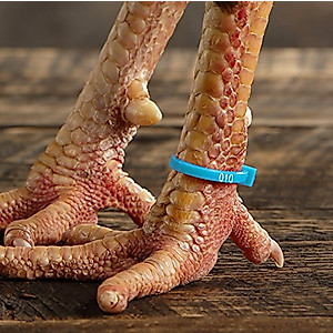 50 ZBand Numbered Poultry Leg Bands Fluorescent ~ Fits Sizes 6 to 14