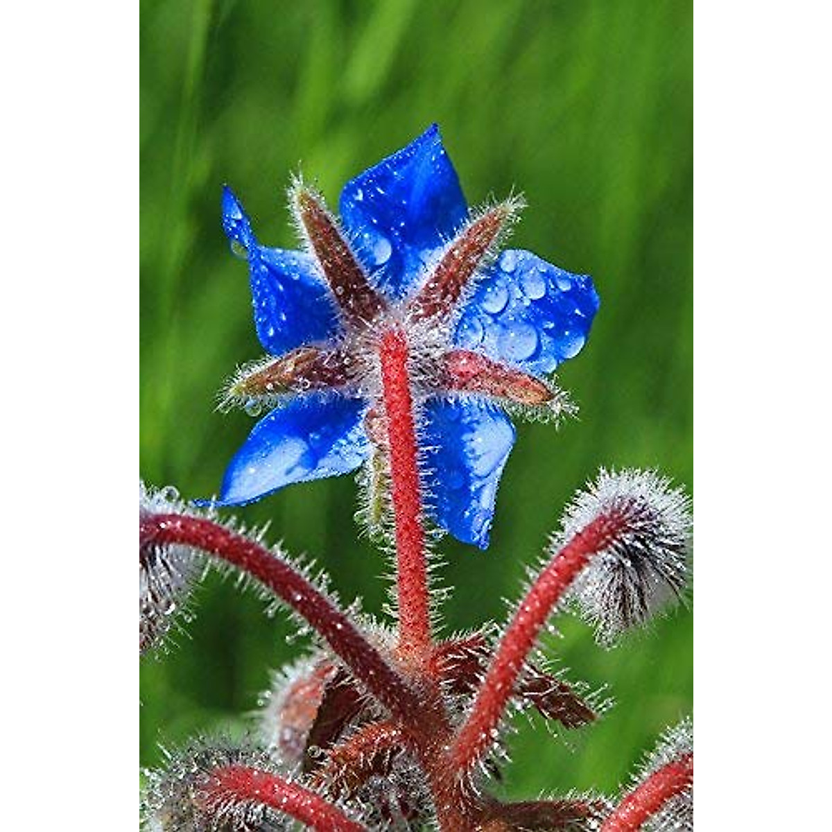 Borage Seeds - Starflower - Heirloom Non-GMO Herb Seeds for Planting an Herb Garden - 100 Seeds - Borago Officinalis - by RDR Seeds