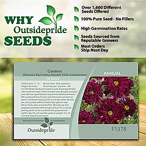 Outsidepride Cosmos Bipannutus Double Click Cranberries Garden Cut Flower Seeds - 50 Seeds