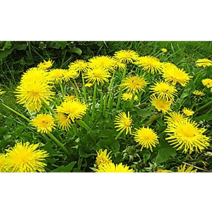 15000+ Pcs Dandelion Seeds Organic Real Herb Planting The Dandelion Seed